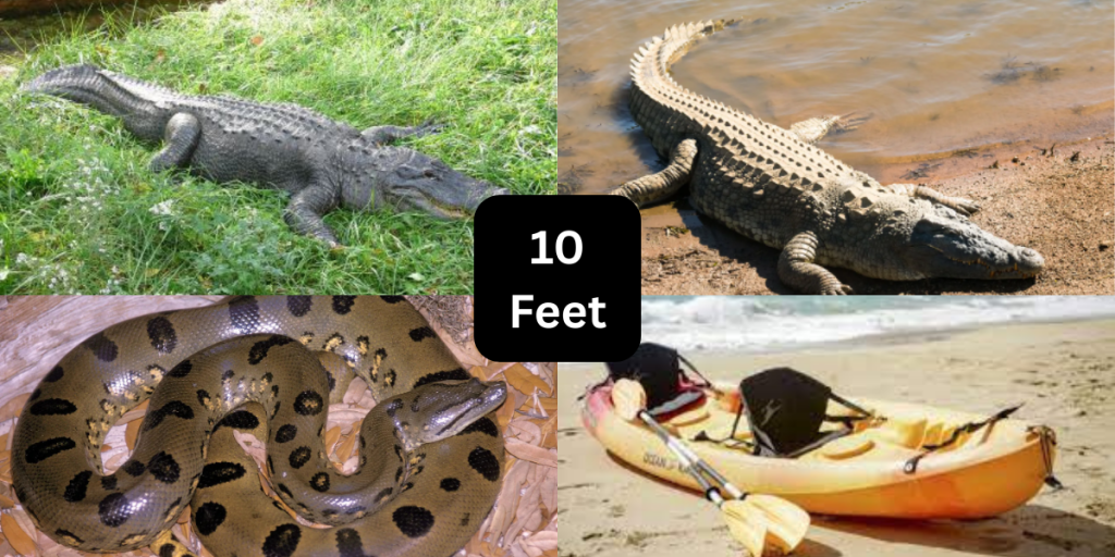 12 Things and Animals That Are 10 Feet Long You Need to Know