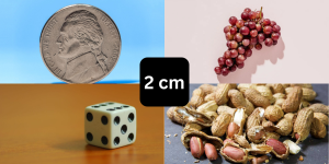 13 Things That Are About 2 Centimeters (cm) Long