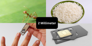 13 Things That Are About 2 Millimeters (mm) Long