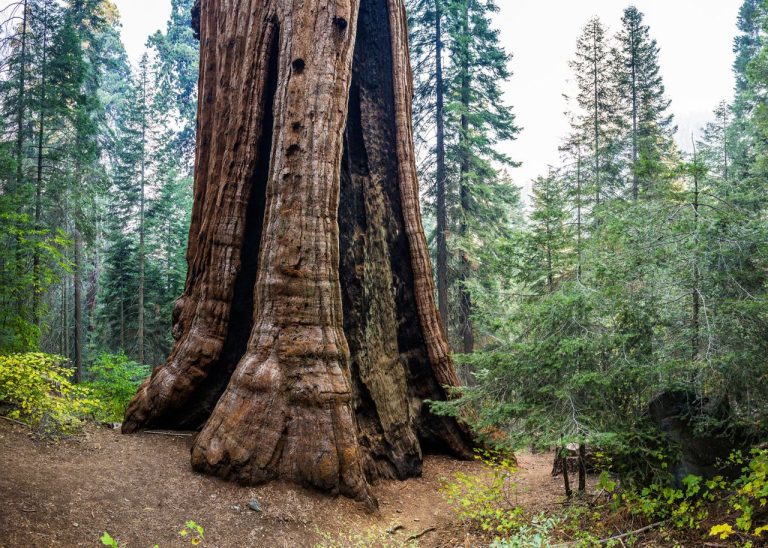13 Things That Are 100 Feet Long