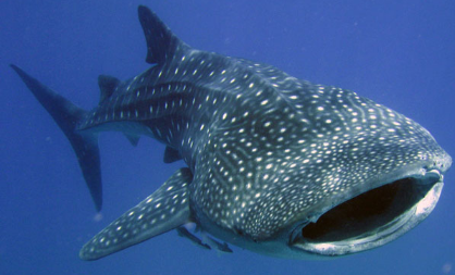 8 Things That Are 40 Feet Long