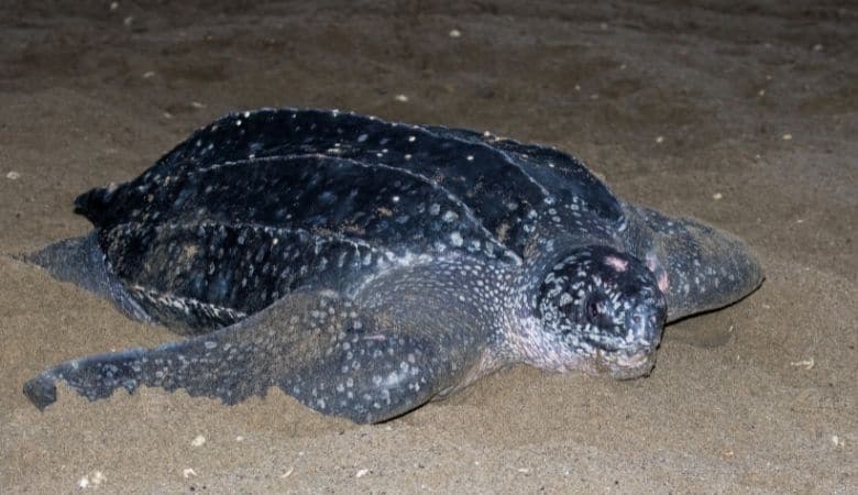 9 Things That Are About 7 Feet (ft) Long