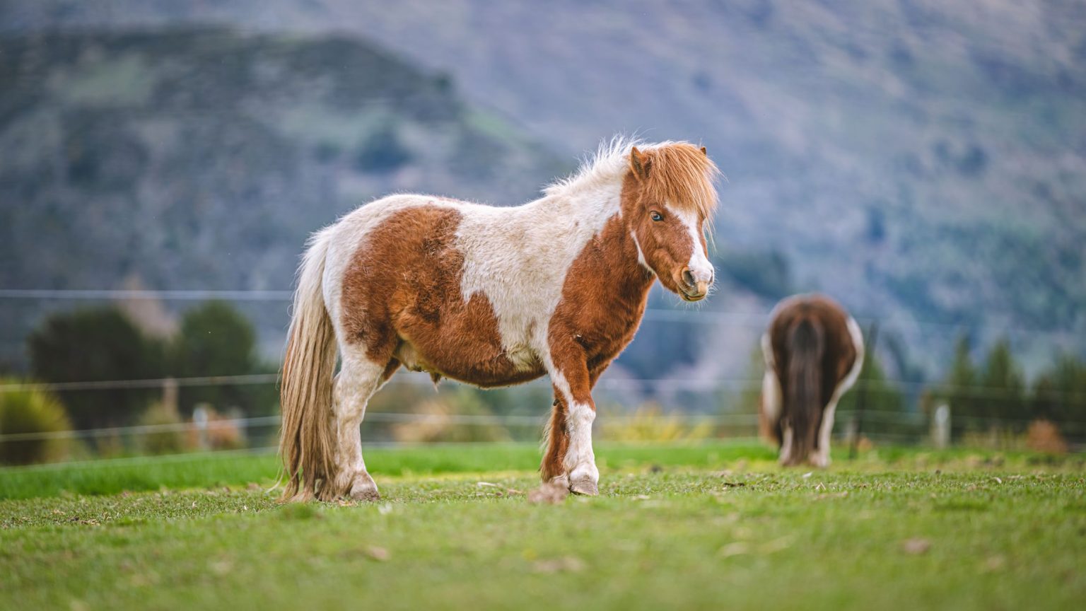 11 Common Things That Weigh About 1000 Pounds