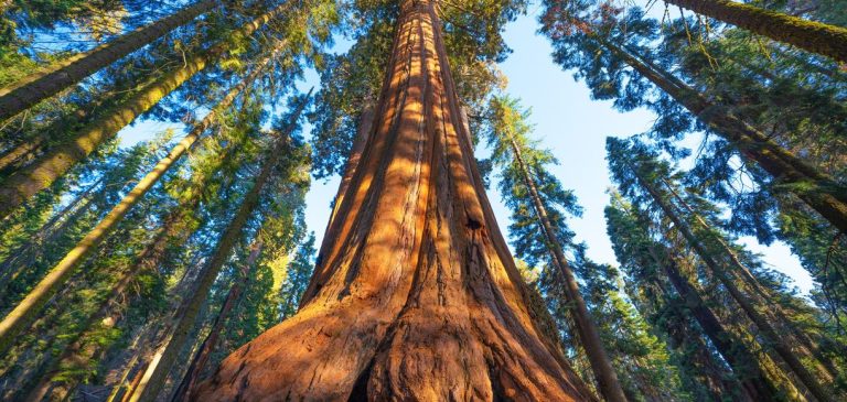 11 Things That Are About 400 Feet (ft) Long
