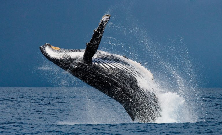 12 Things That Are About 75 Feet (ft) Long